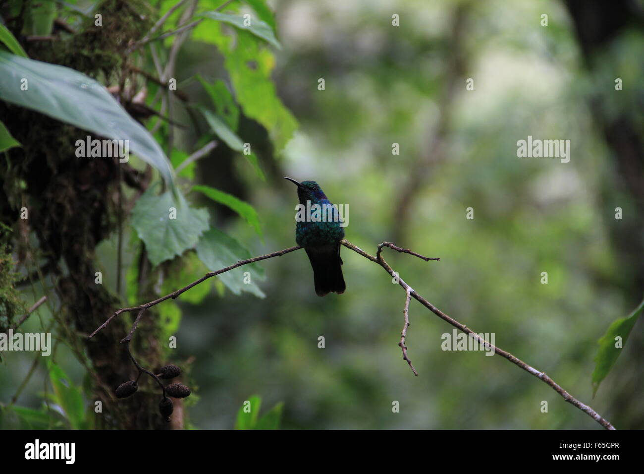 Colibri verde colibri thalassinus hi-res stock photography and images ...
