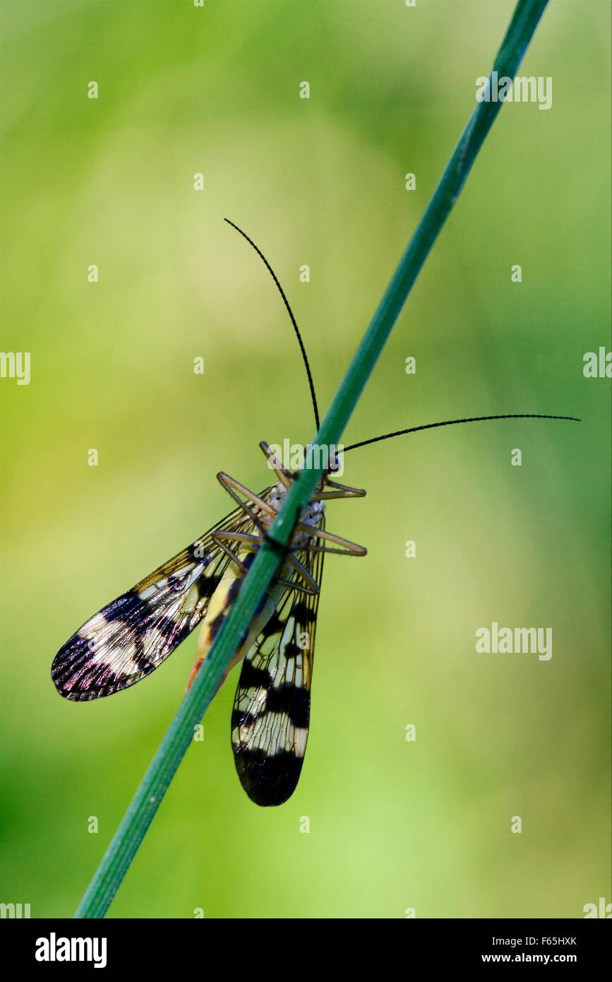 front of wild fly Mecoptera Scorpion Fly Panorpa Panorpidae on a green ...