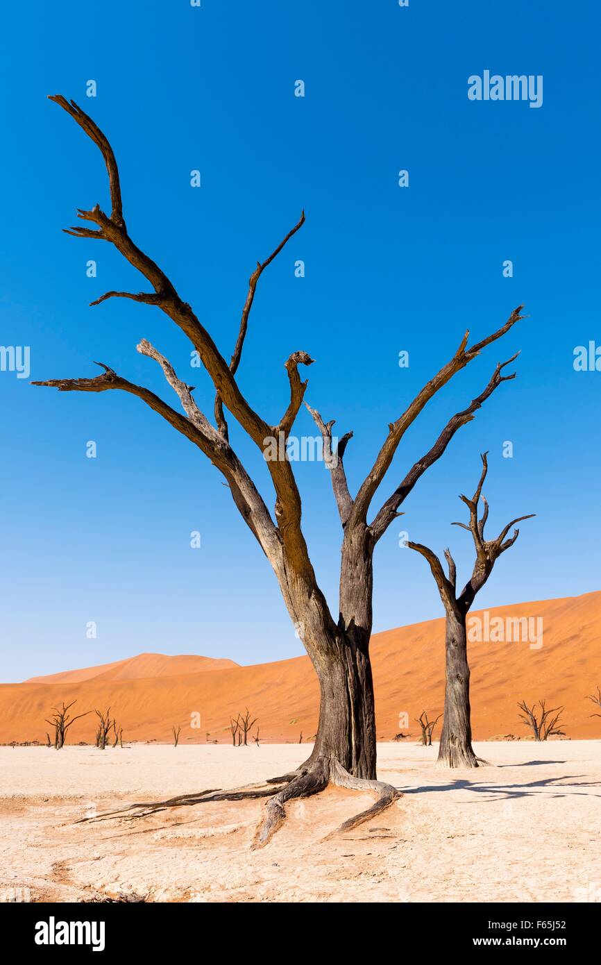 Dead acacia trees in Deadvlei in the Namibian desert – part of the ...