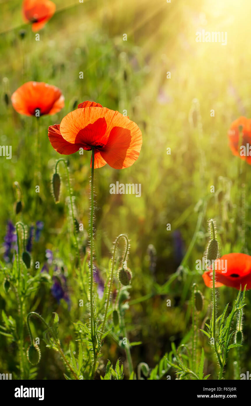 Poppy in a field Stock Photo - Alamy