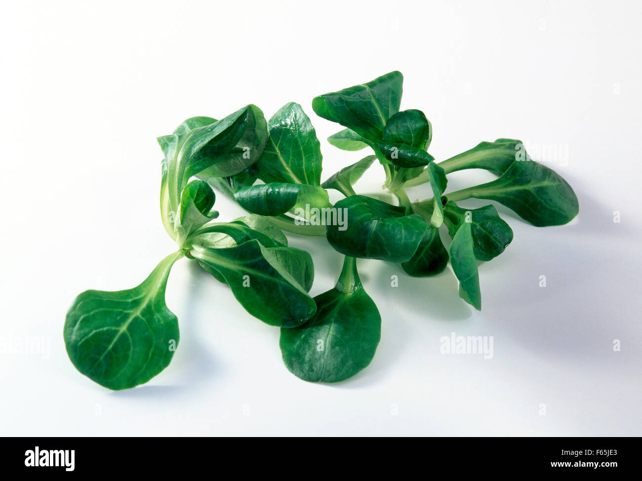 Watercress sprig hi-res stock photography and images - Alamy