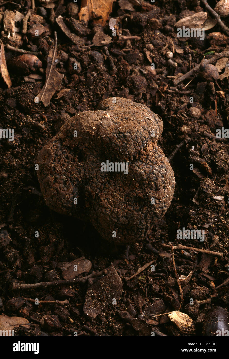 Truffle in the earth Stock Photo - Alamy