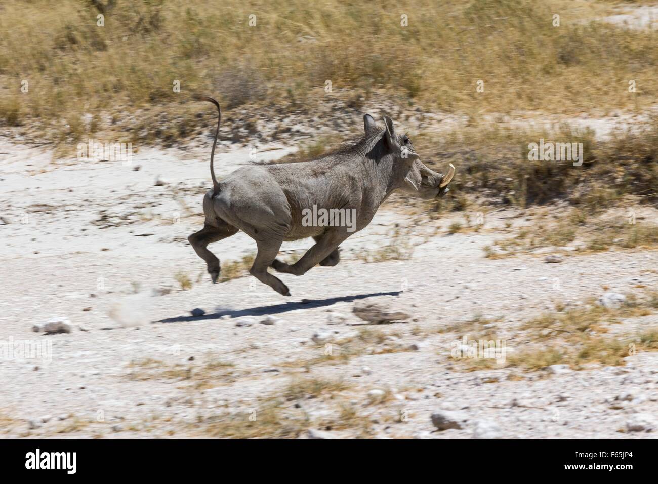 Warthog running hi-res stock photography and images - Alamy