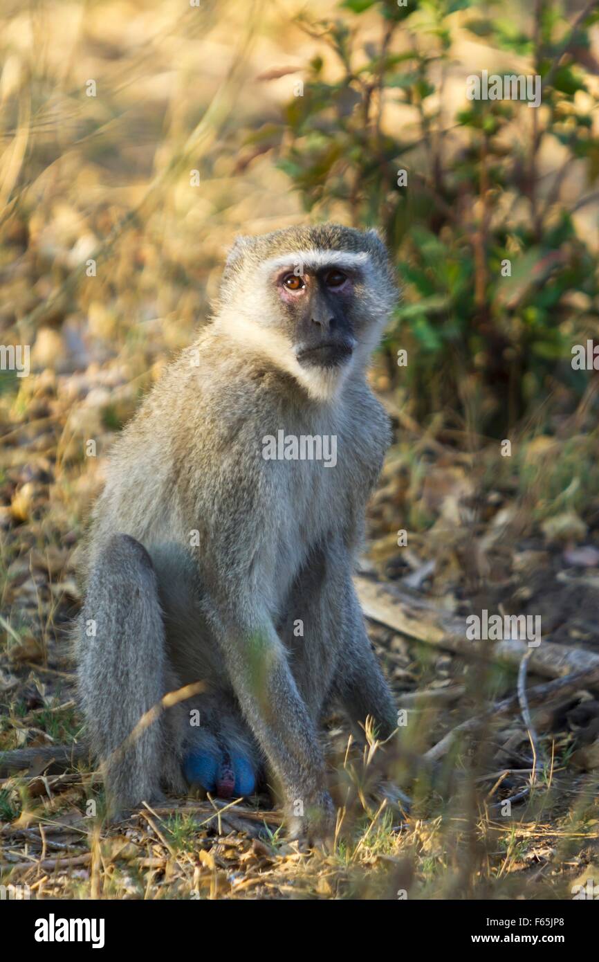 A monkey in the Mahango National Park, West-Caprivi, Namibia, Africa ...