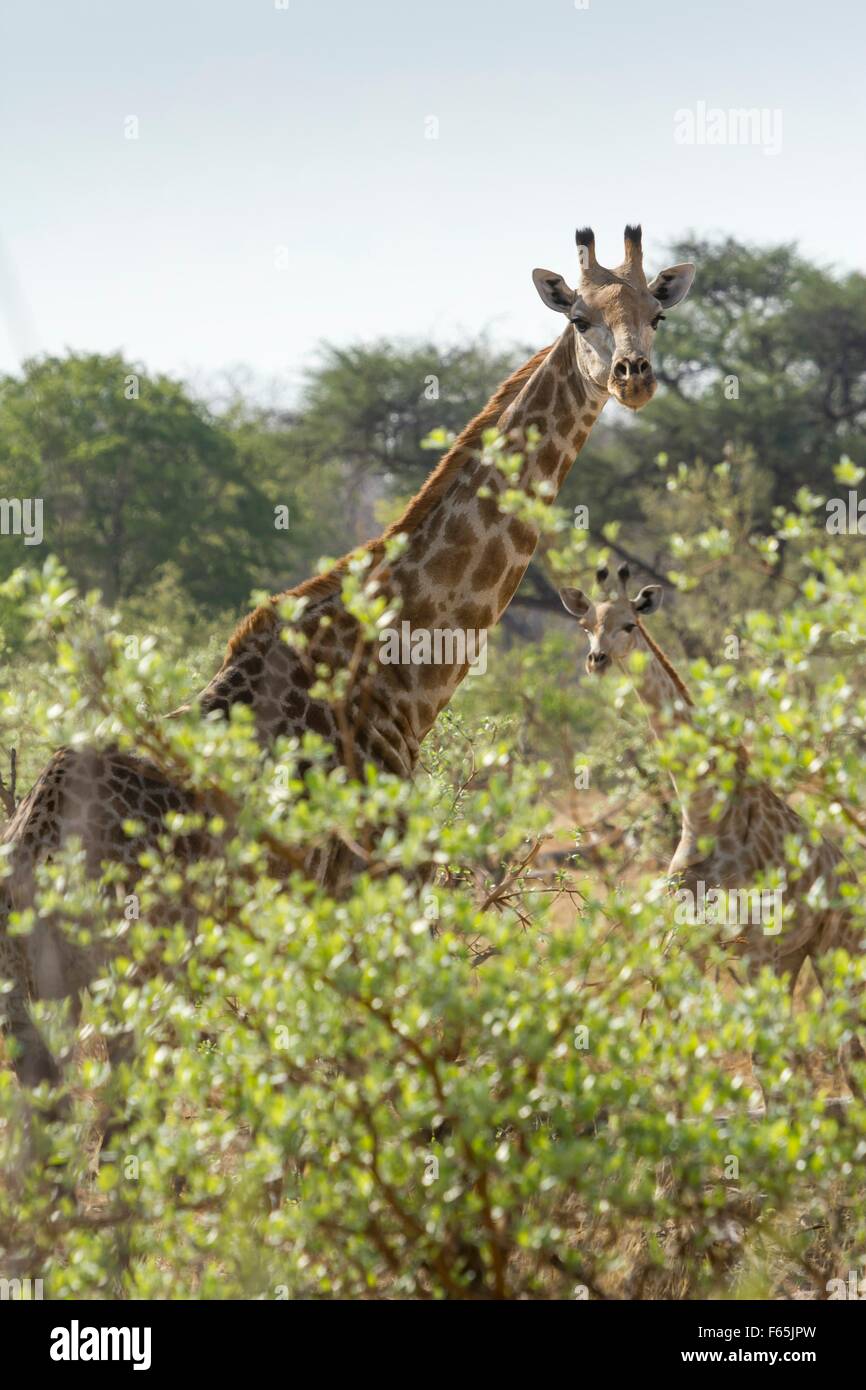 A giraffe and her calf looking over leafy tress, Namibia, Caprivi ...