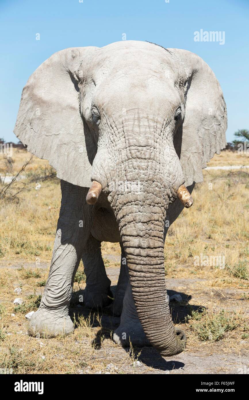 Old elephant bull closeup hi-res stock photography and images - Alamy