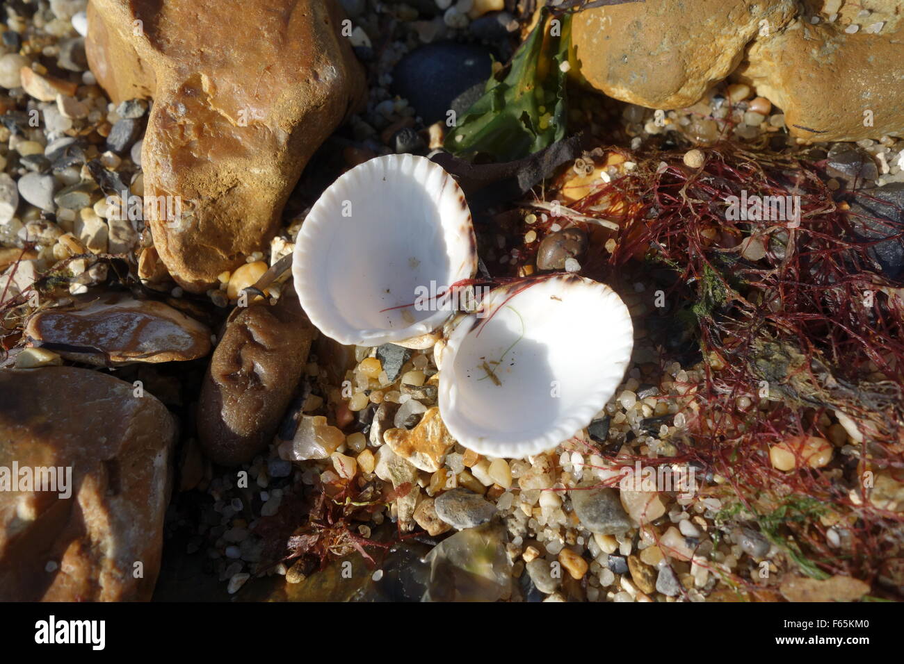 White Shell on Beach Stock Photo - Alamy