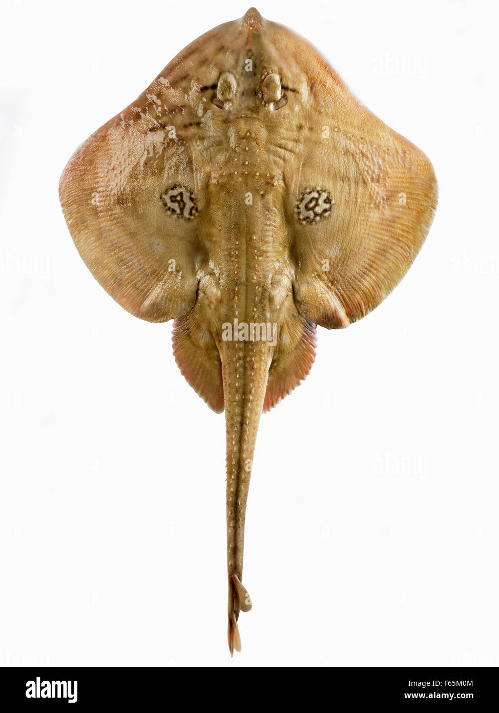 Cuckoo ray hi-res stock photography and images - Alamy