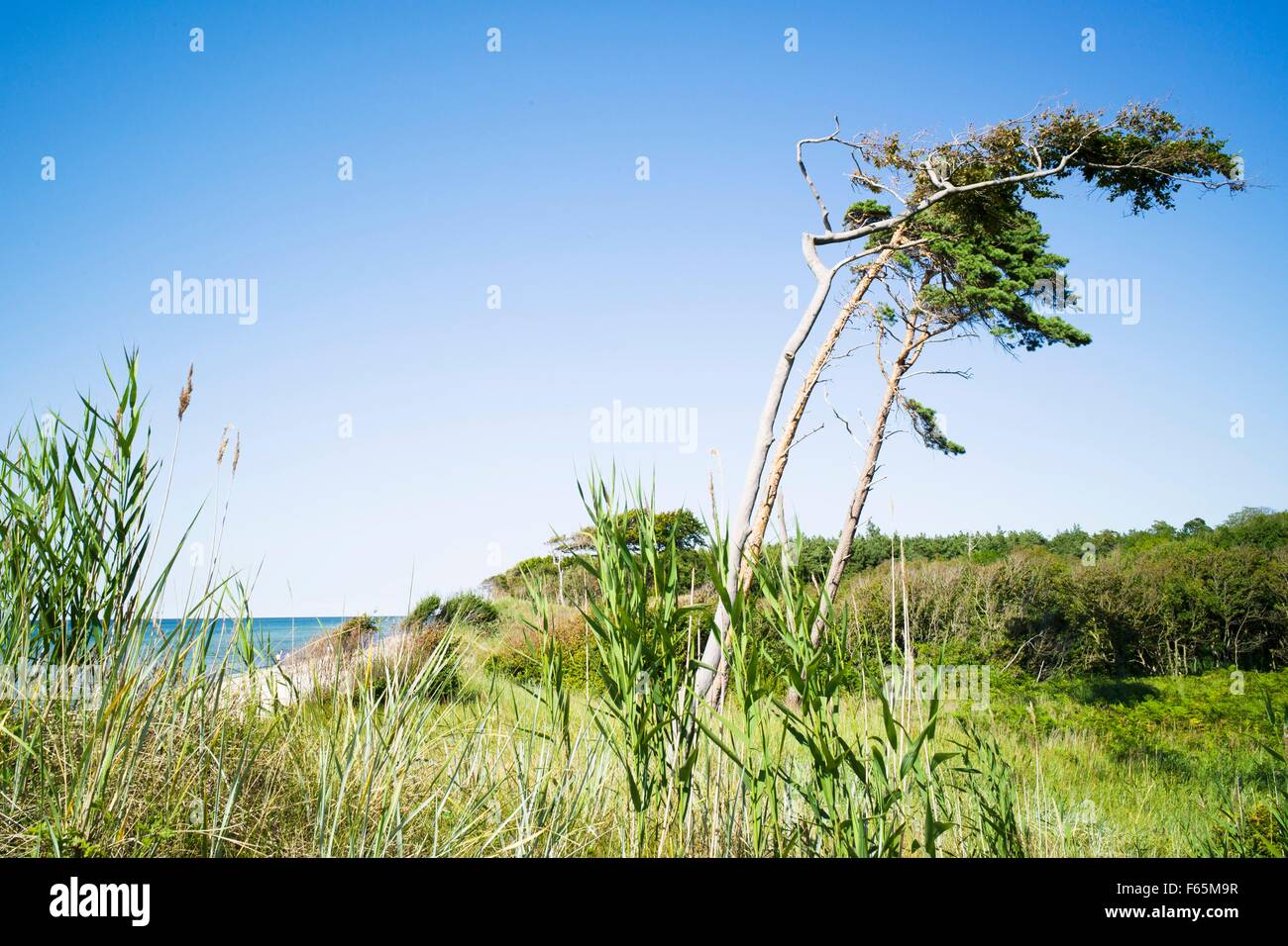 Wind swept trees hi-res stock photography and images - Alamy