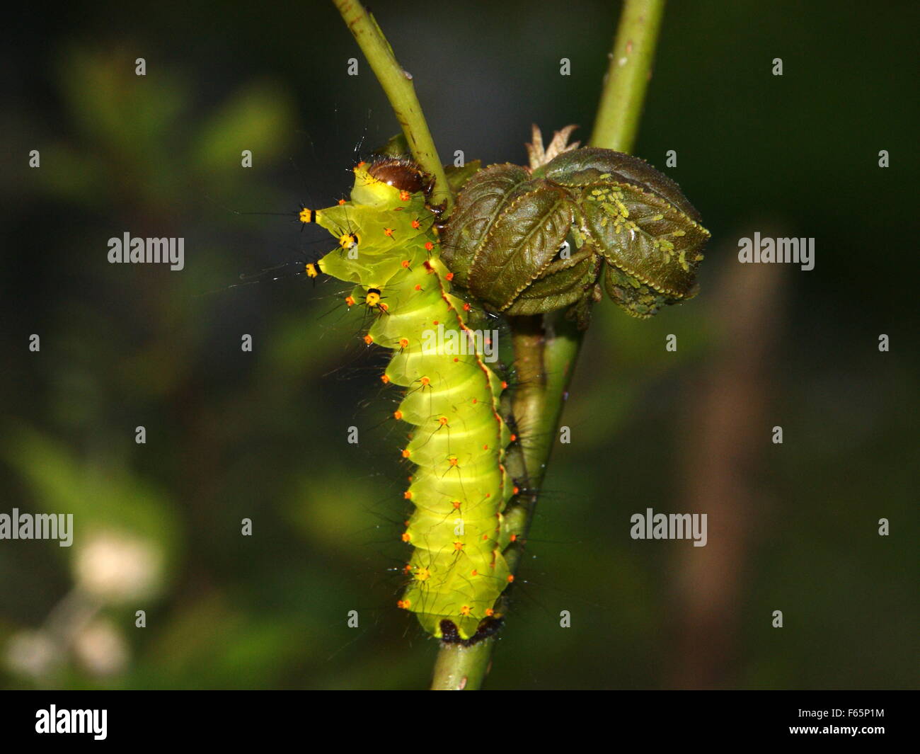 Luna Moth Caterpillar High Resolution Stock Photography and Images - Alamy