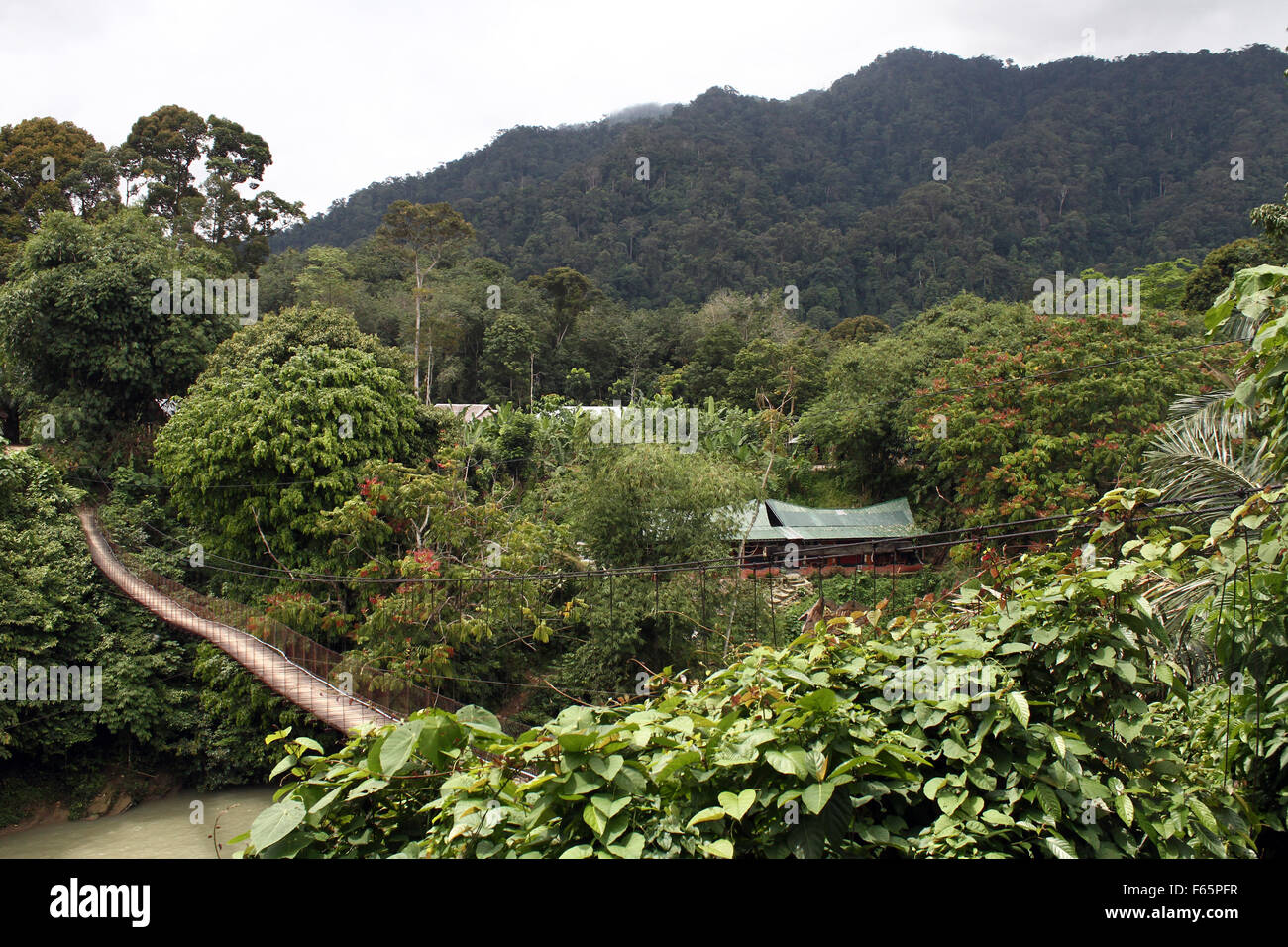 Sumatra, Indonesia. 12th Nov, 2015. An image Tangkahan forest scenery ...