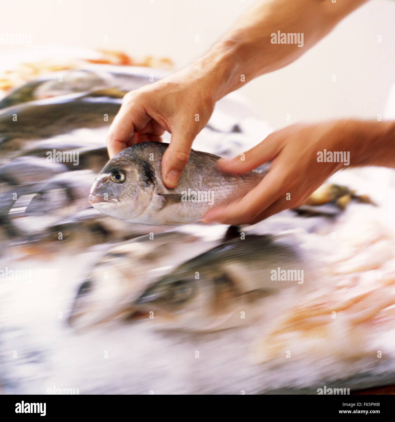 hands holding fish Stock Photo - Alamy