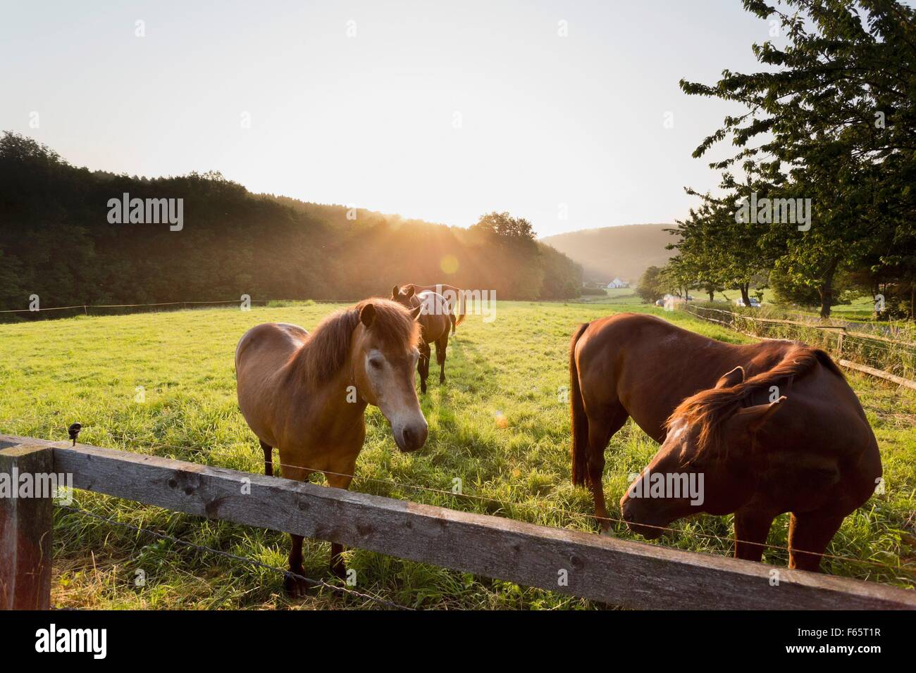 Horse paddock bath hi-res stock photography and images - Alamy