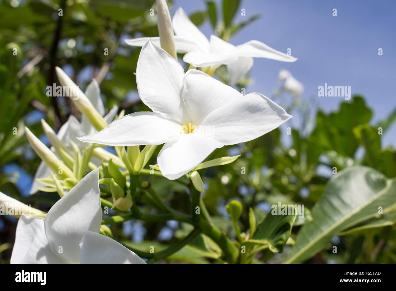 champa flower background Stock Photo - Alamy