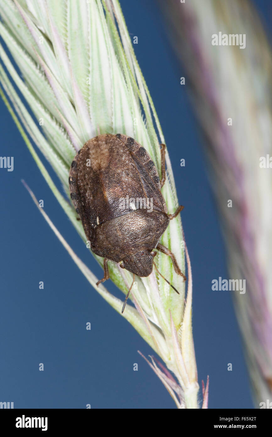 Cereal bug hi-res stock photography and images - Alamy