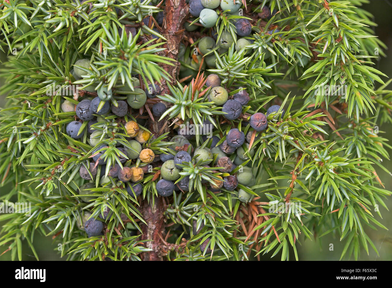 Common juniper berries juniperus communis hi-res stock photography and ...