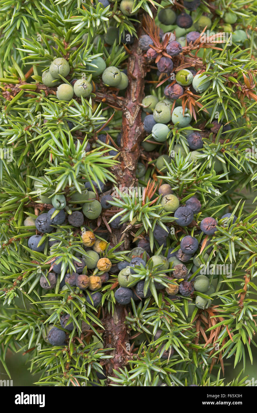 Common Juniper, juniper berry, berries, Gewöhnlicher Wacholder ...