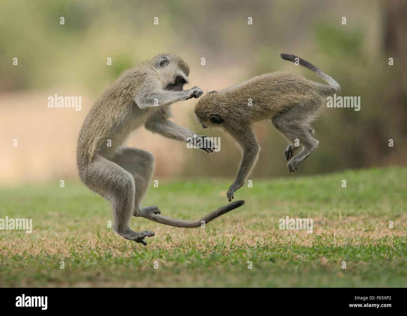 Monkeys at play hi-res stock photography and images - Alamy