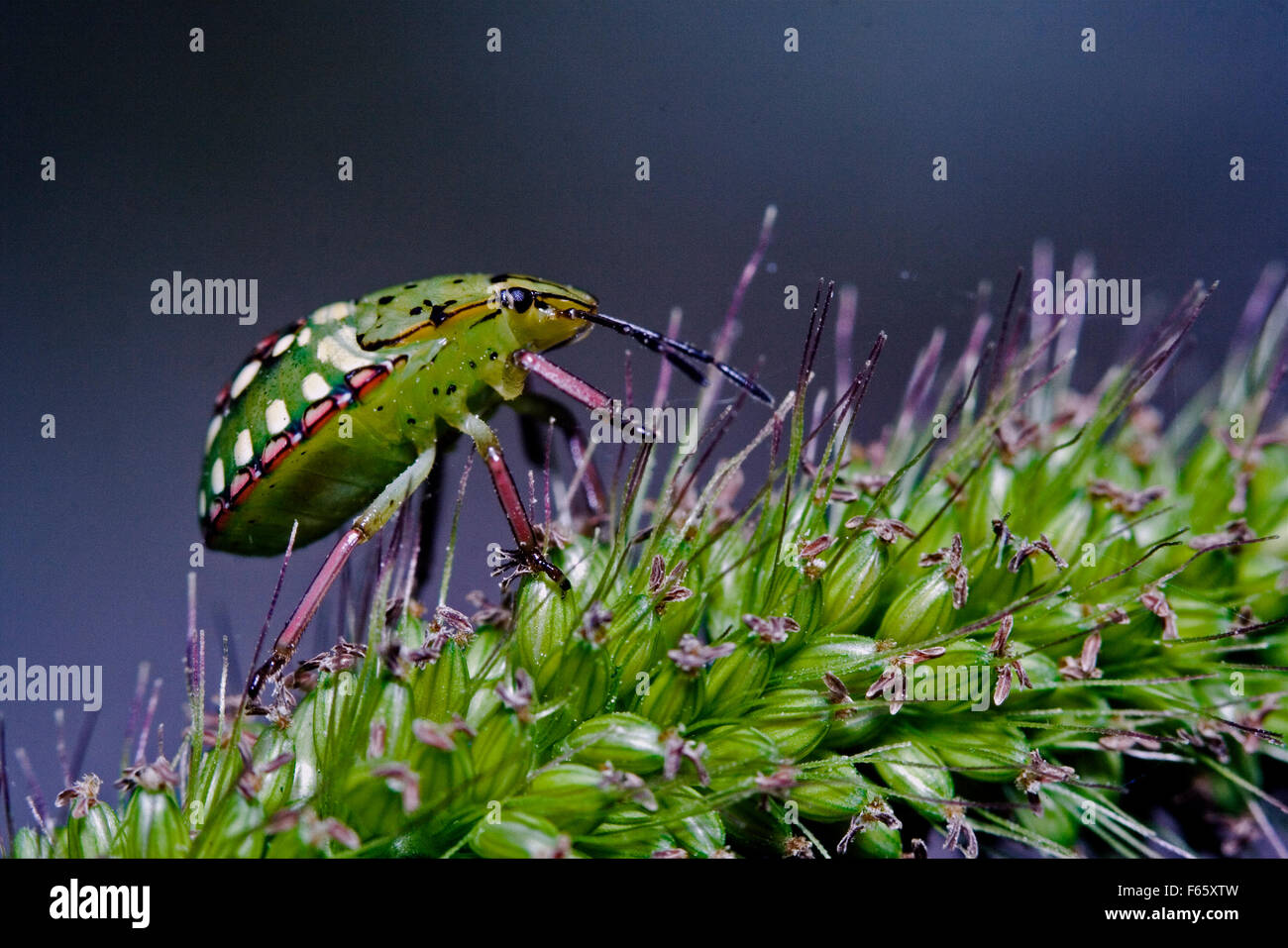 side of wild hemiptera fly Nezara Virdula Heteroptera pentatomidae ...
