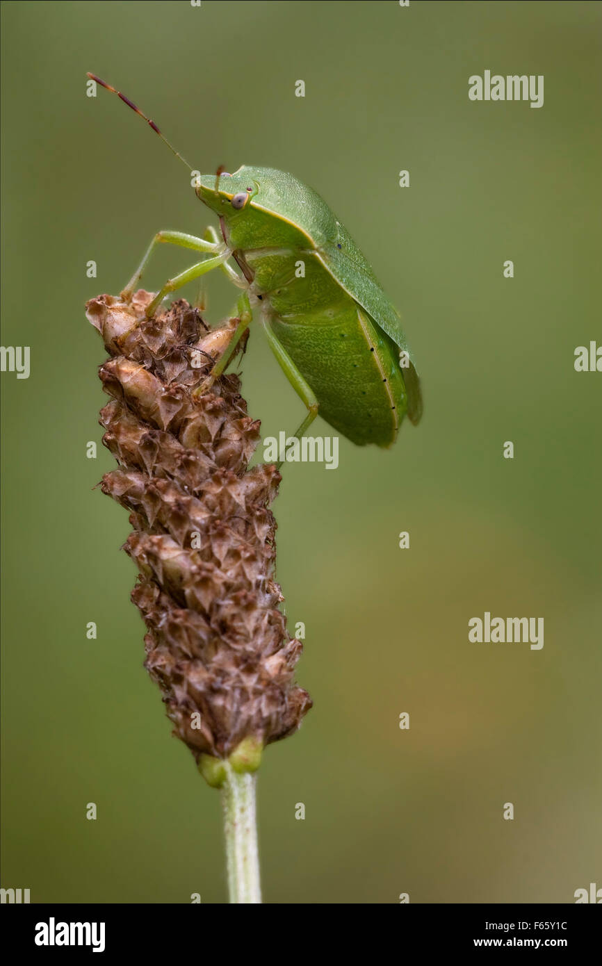 side of wild fly hemiptera Nezara Virdula Heteroptera pentatomidae ...