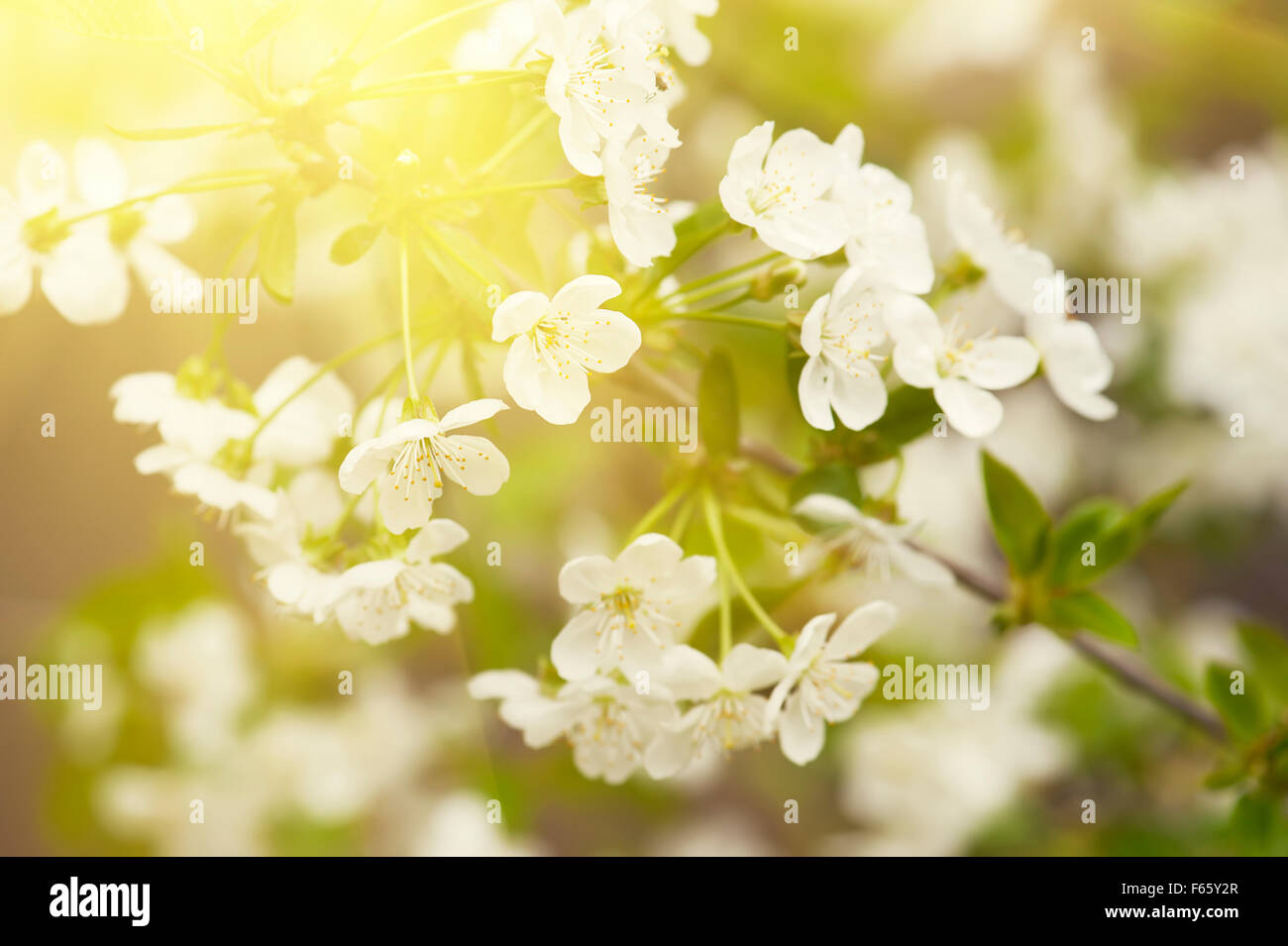 Cherry spring flowers Stock Photo - Alamy
