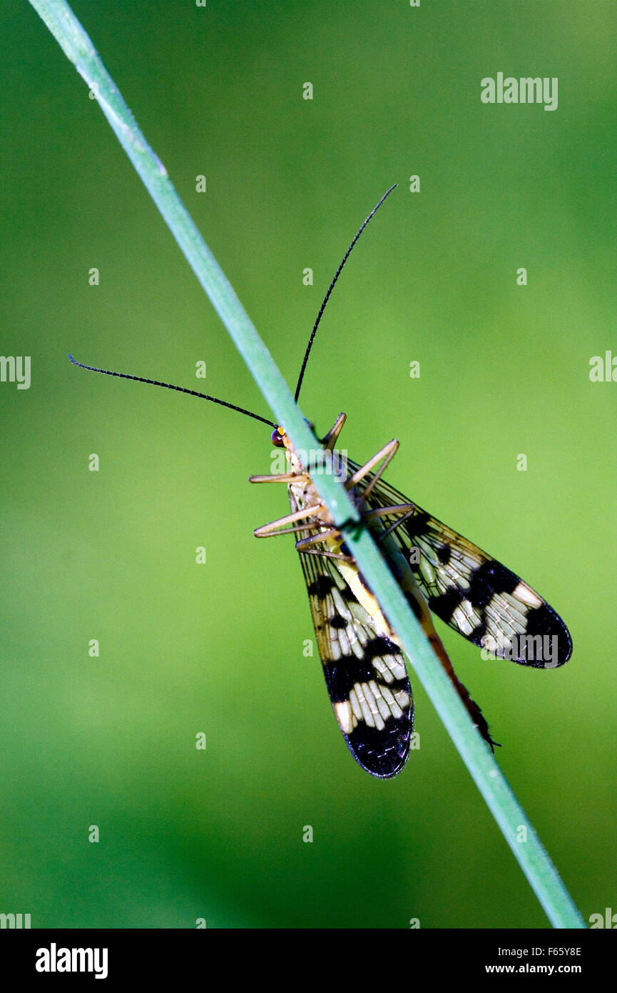 front of wild fly Mecoptera Scorpion Fly Panorpa Panorpidae on a green ...