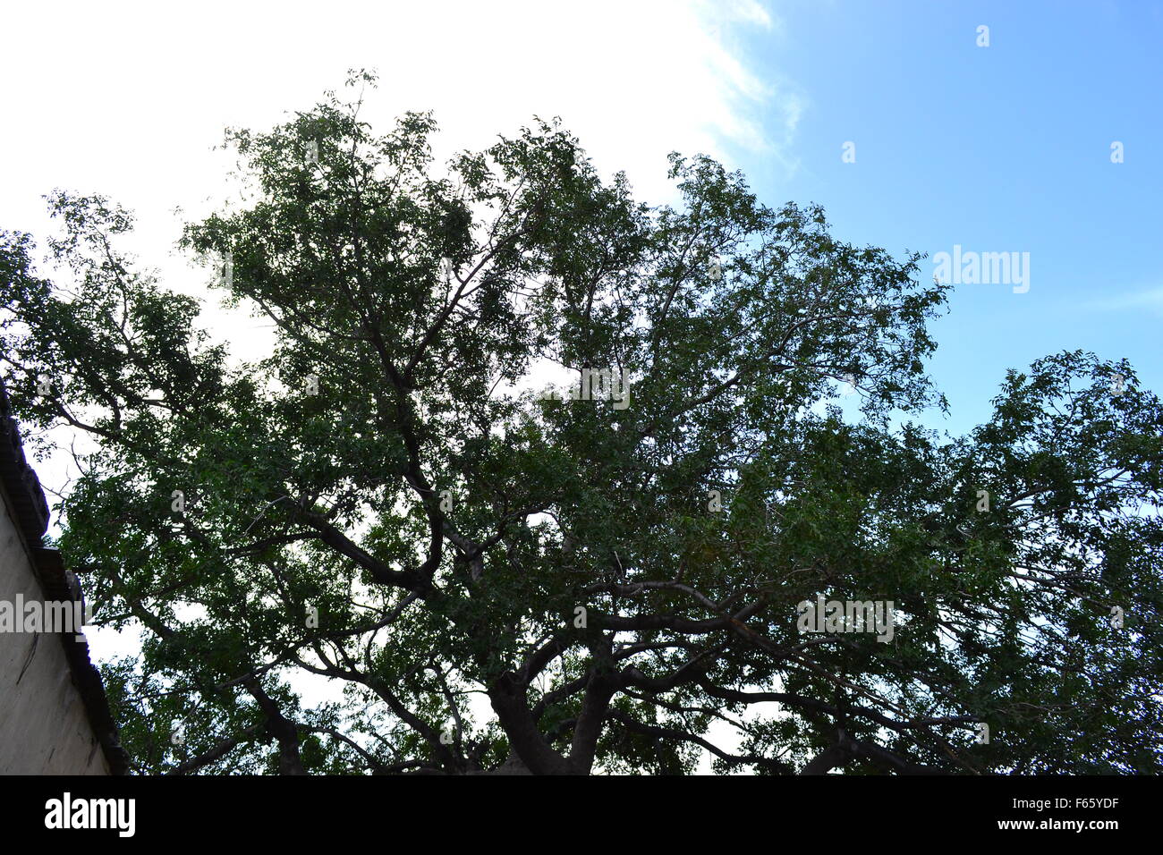 African tree hi-res stock photography and images - Alamy