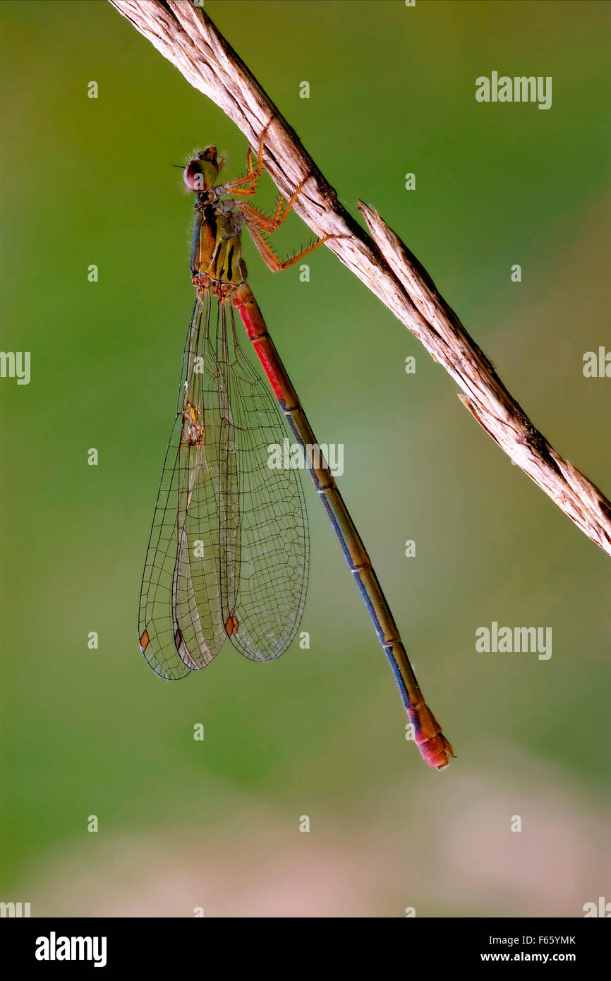 side of wild red black dragonfly coenagrion puella on a flower in the ...
