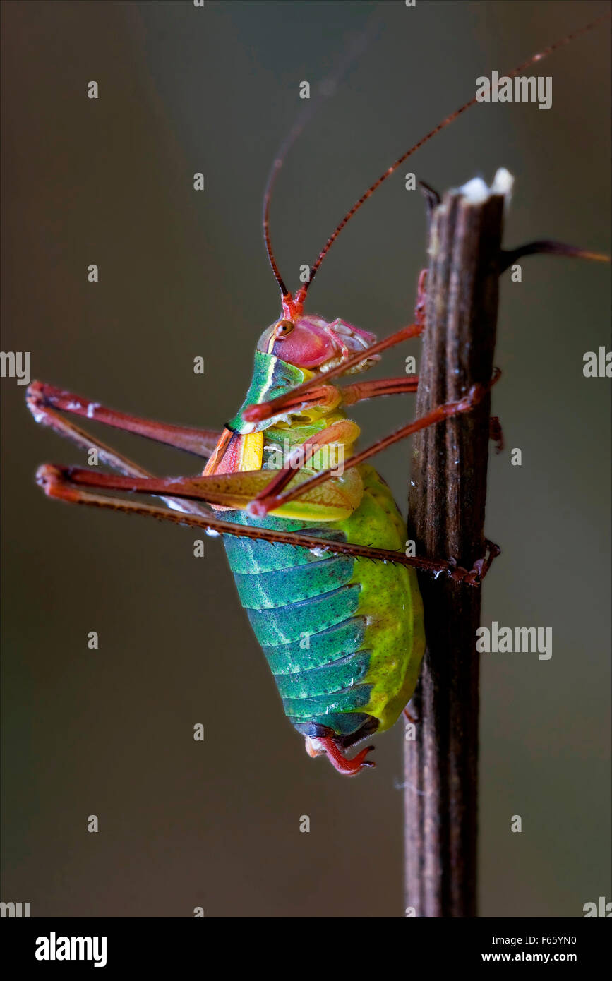 close up of grasshopper Orthopterous Tettigoniidae on a piece of branch ...