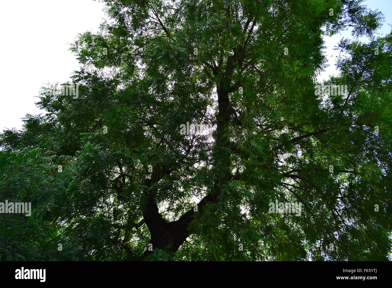 Neem tree hi-res stock photography and images - Alamy