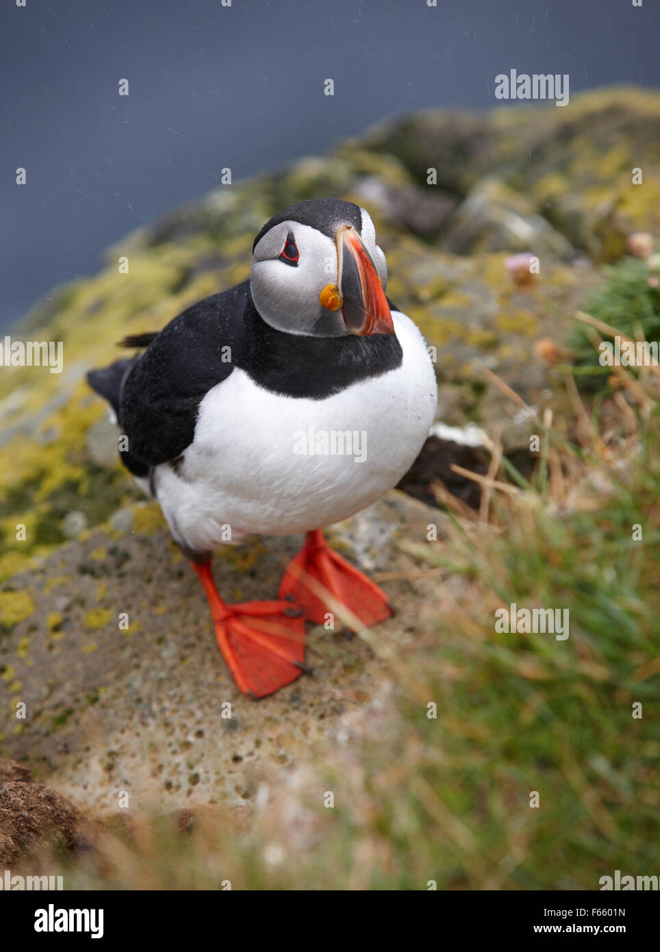 Puffin sea bird on a cliff against defocused background Stock Photo - Alamy