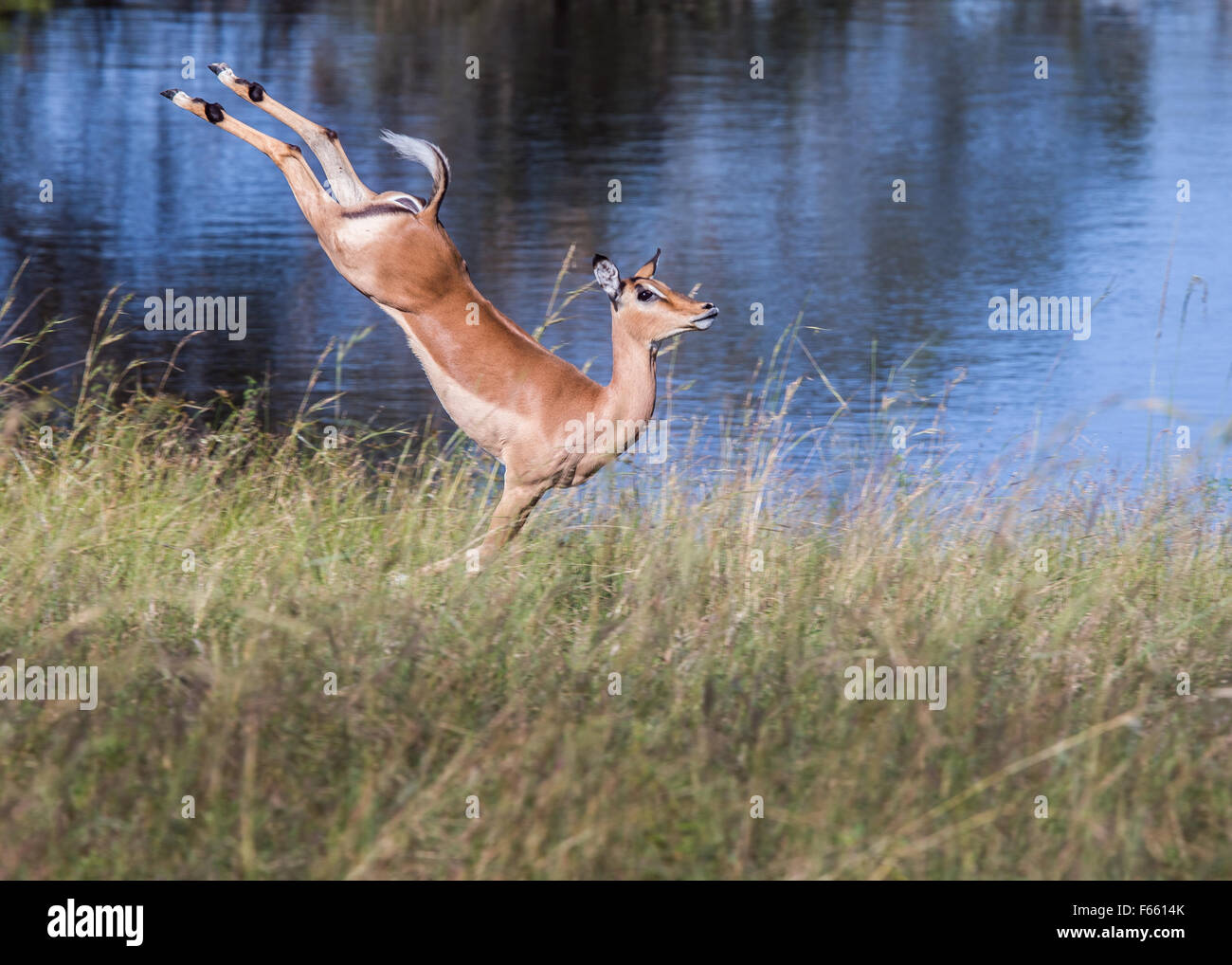 Jumping impala hi-res stock photography and images - Alamy