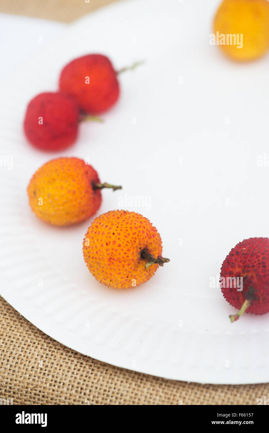 Arbutus unedo strawberry tree hi-res stock photography and images - Alamy