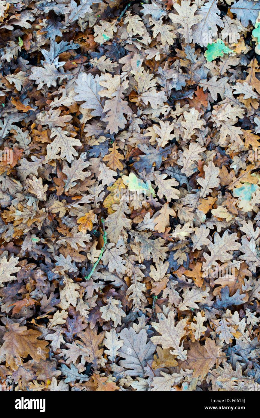 English oak leaves hi-res stock photography and images - Alamy