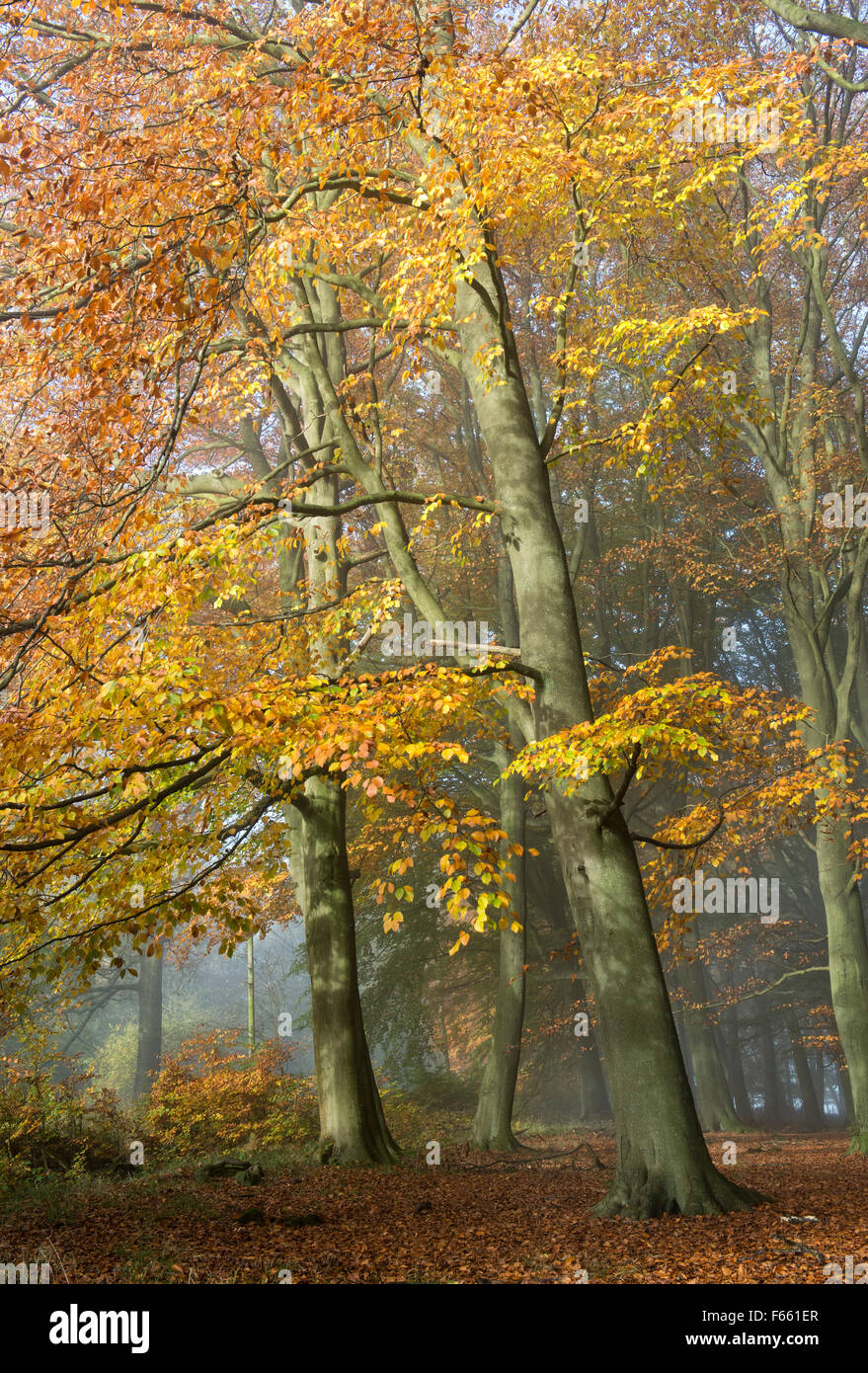 Autumn foliage trees mist hi-res stock photography and images - Alamy