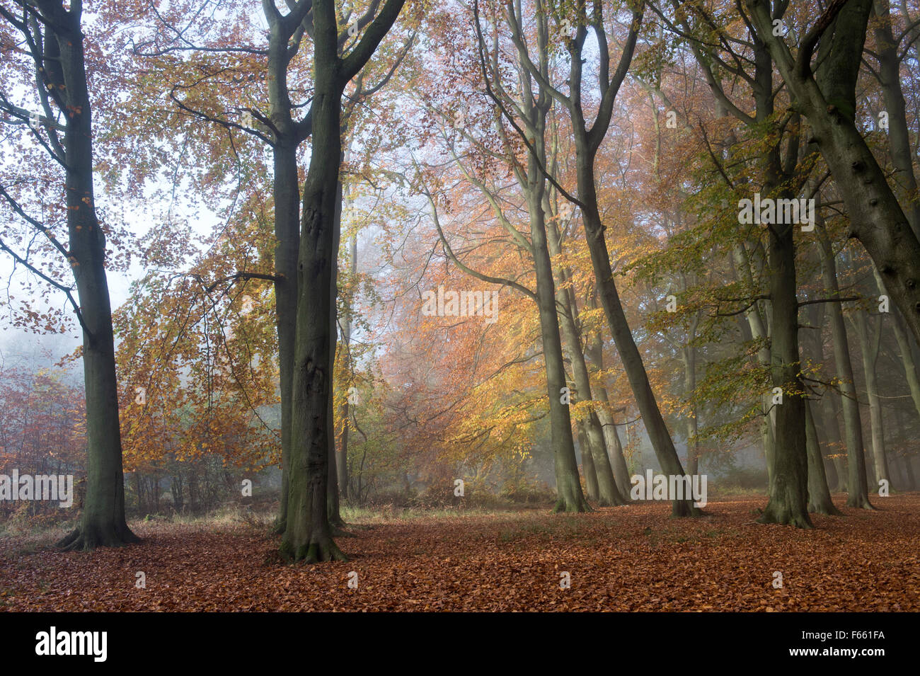 Fagus sylvatica. Beech trees and autumn mist and light in november ...