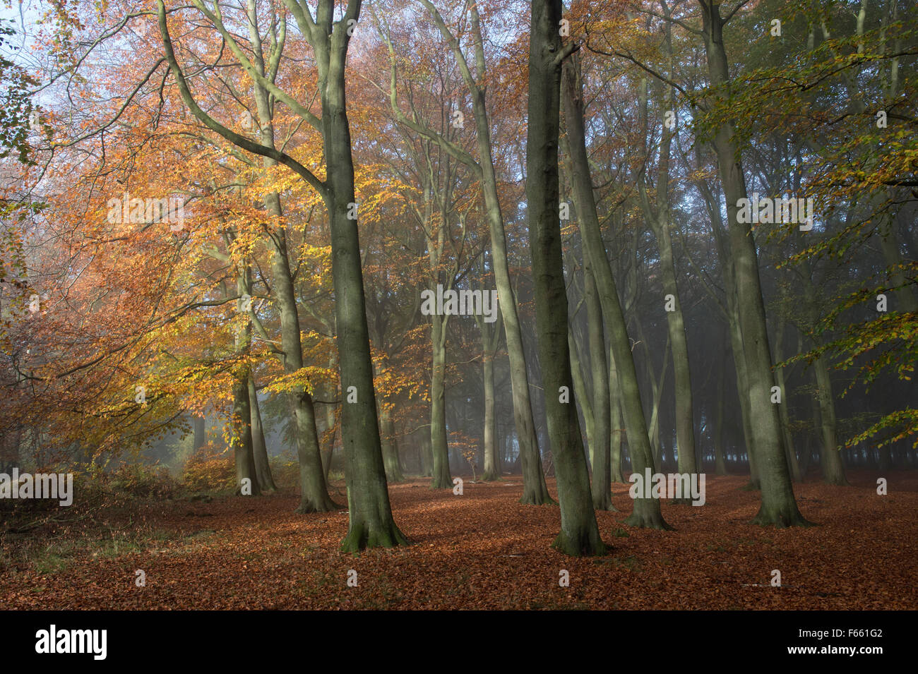 Beech tree mist hi-res stock photography and images - Alamy