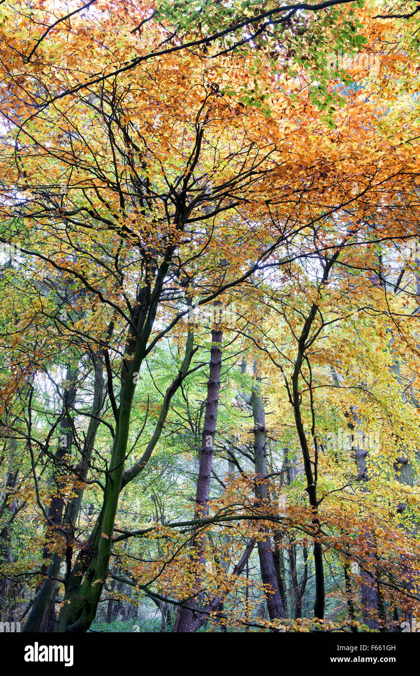 Beech wood colour hi-res stock photography and images - Alamy