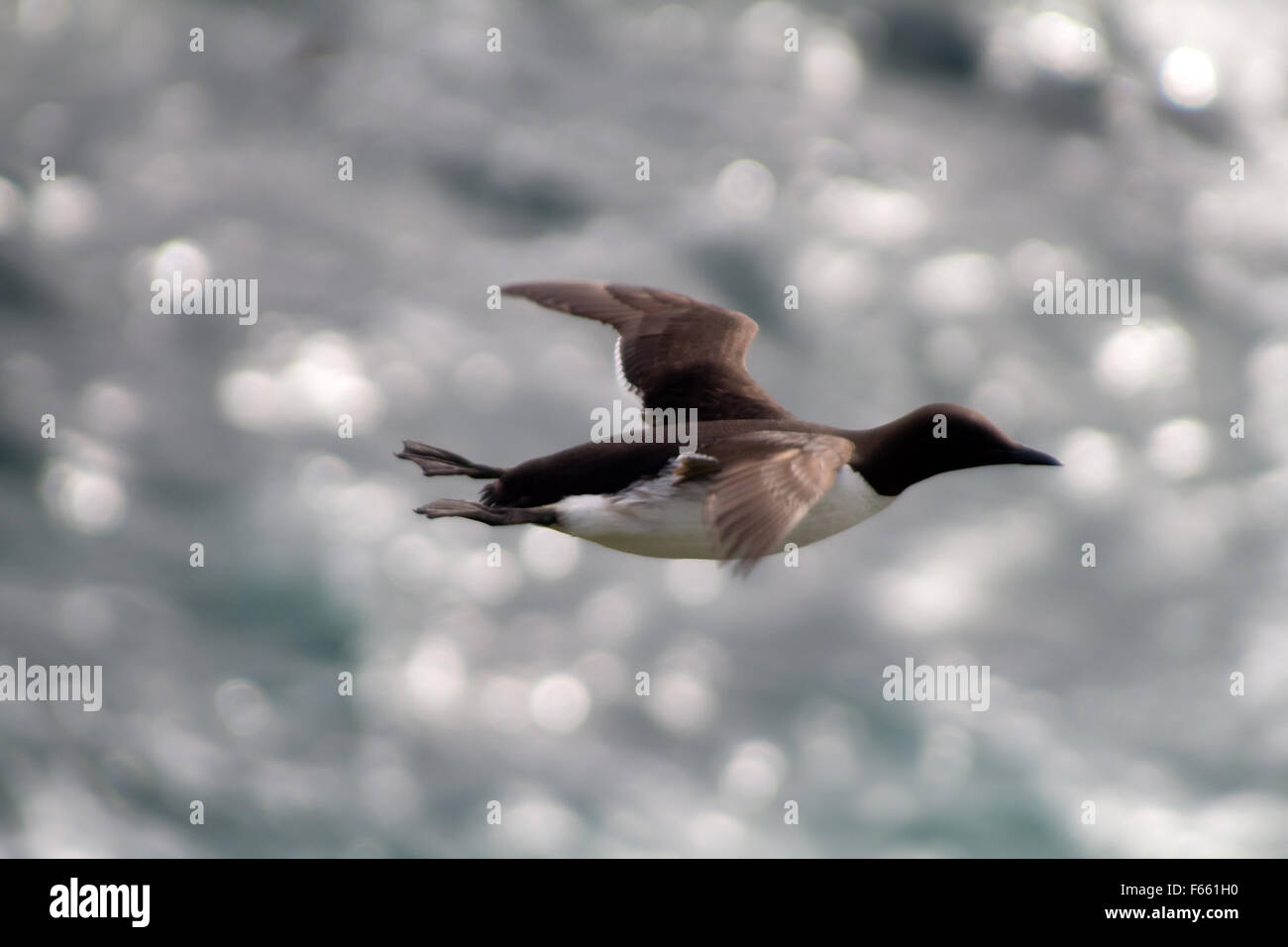 The Guillemot (Uria aalge) in flight. Commander Islands Stock Photo - Alamy