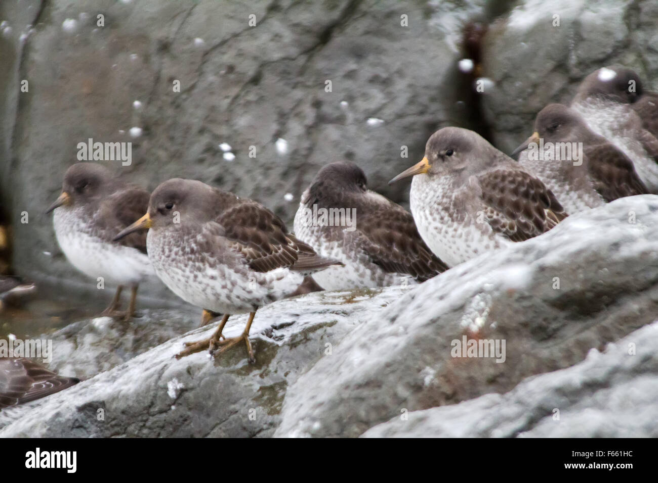 Calidris ptilocnemis qutra. Flight. ( Commander Islands Stock Photo - Alamy