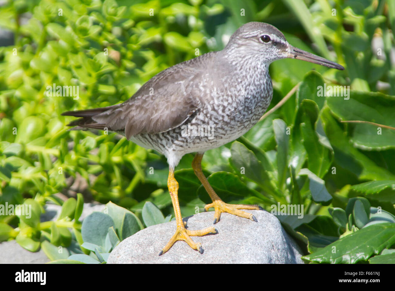 The Gray-tailed tattler (Heteroscelus brevipes) on a stony ocean coast ...