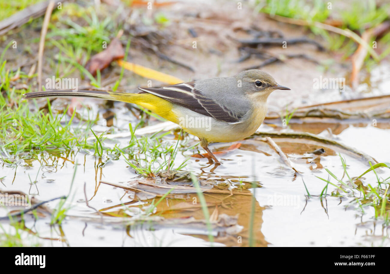 Grey wagtail uk winter hi-res stock photography and images - Alamy