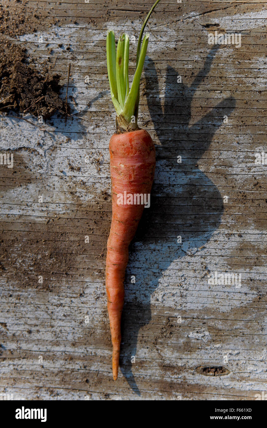 A single organic carrot shot on a variegated wood background with dirt ...
