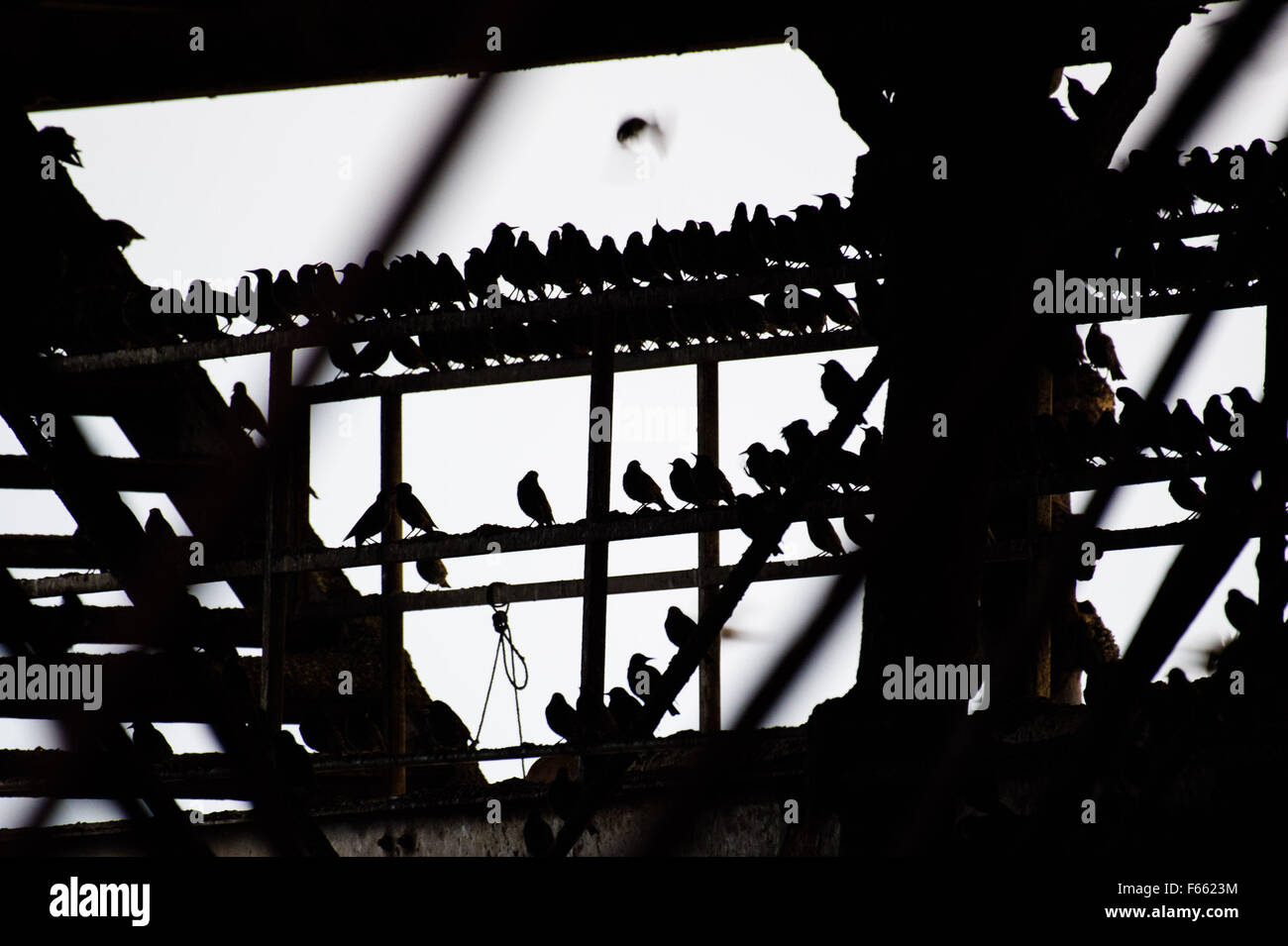 Birds roosting hi-res stock photography and images - Alamy