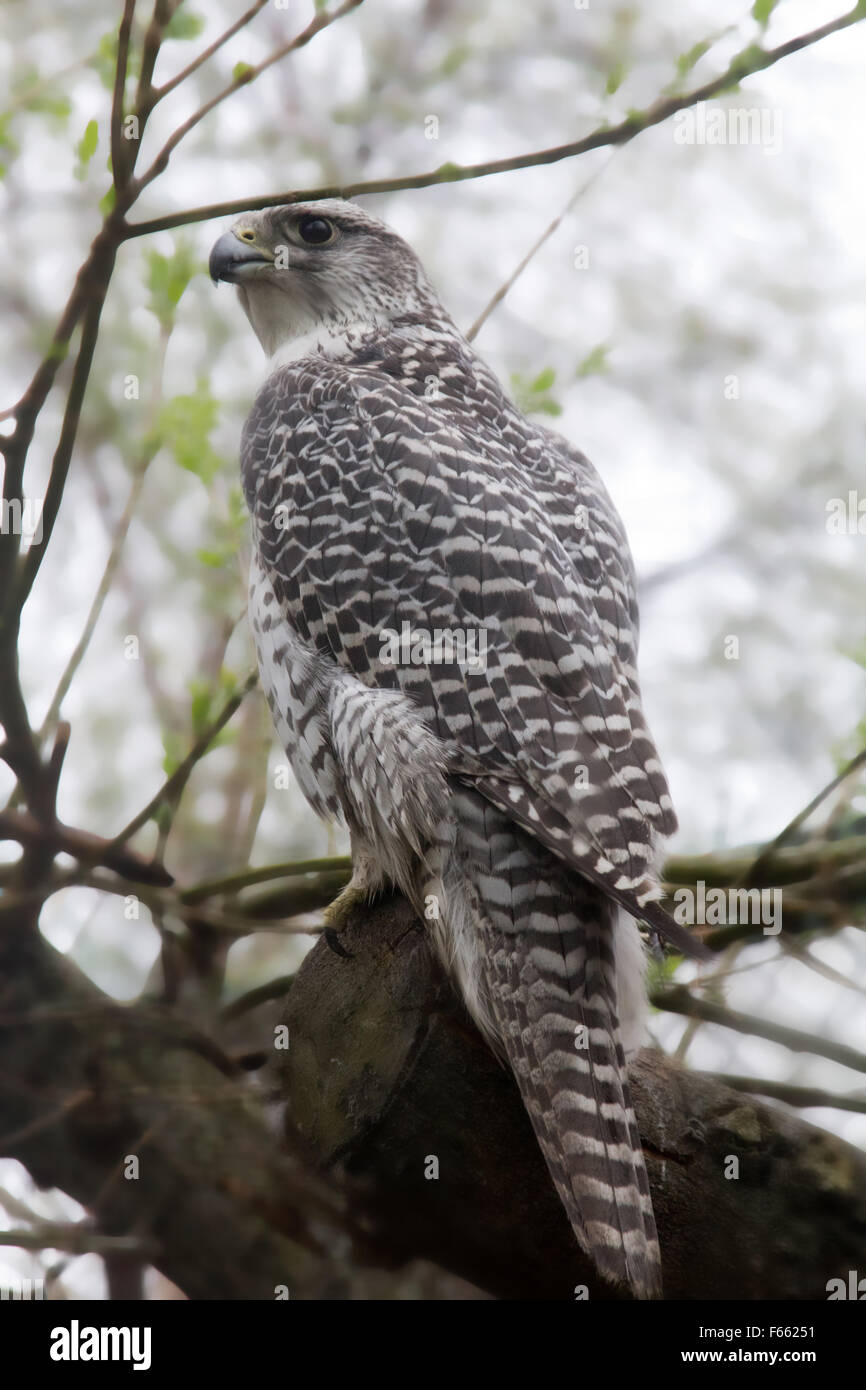 White morph of the Siberian gyrfalcon (Falco rusticolus intermedius ...