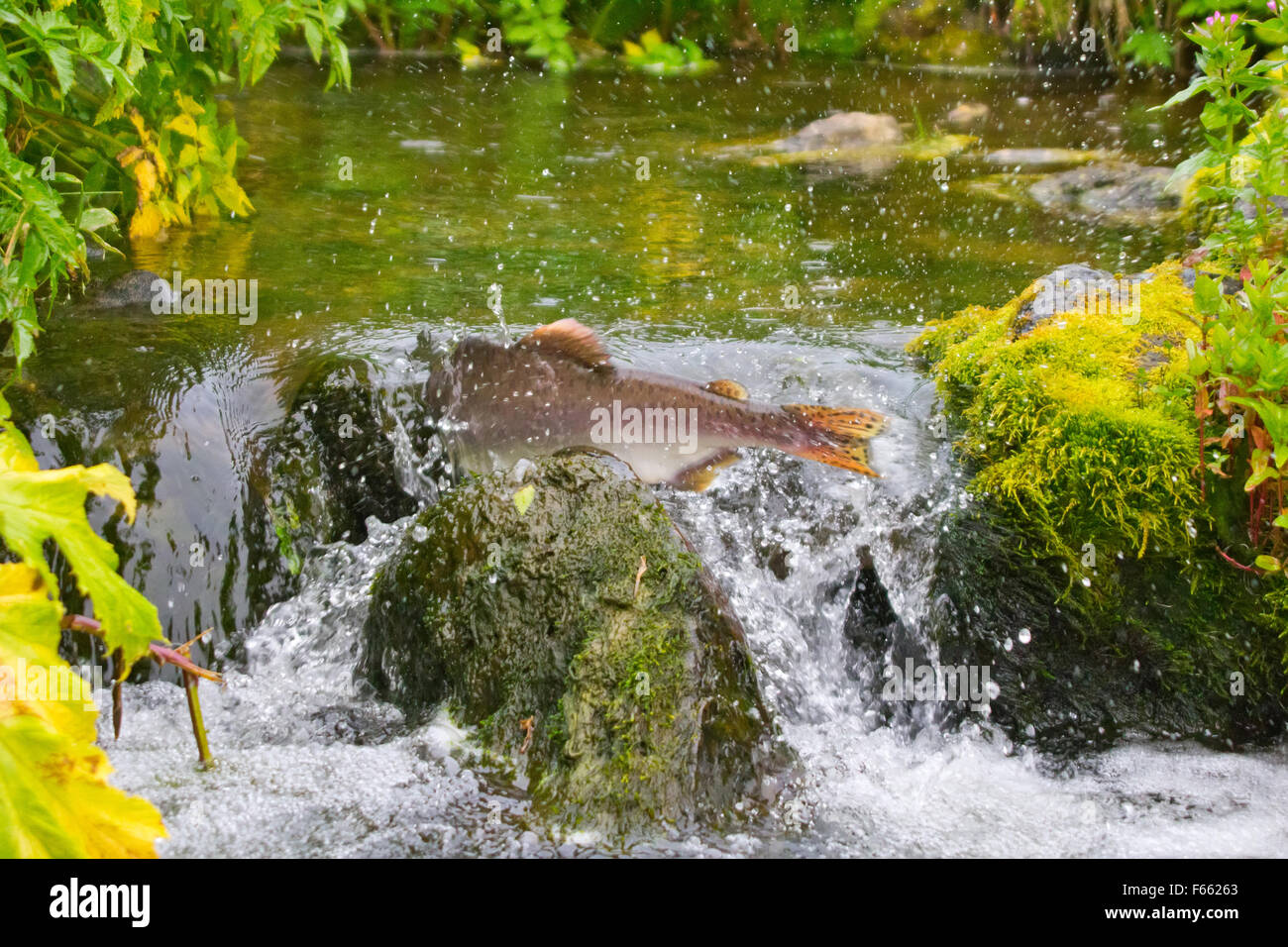 Fighting males of humpback salmon, river headwaters Stock Photo - Alamy