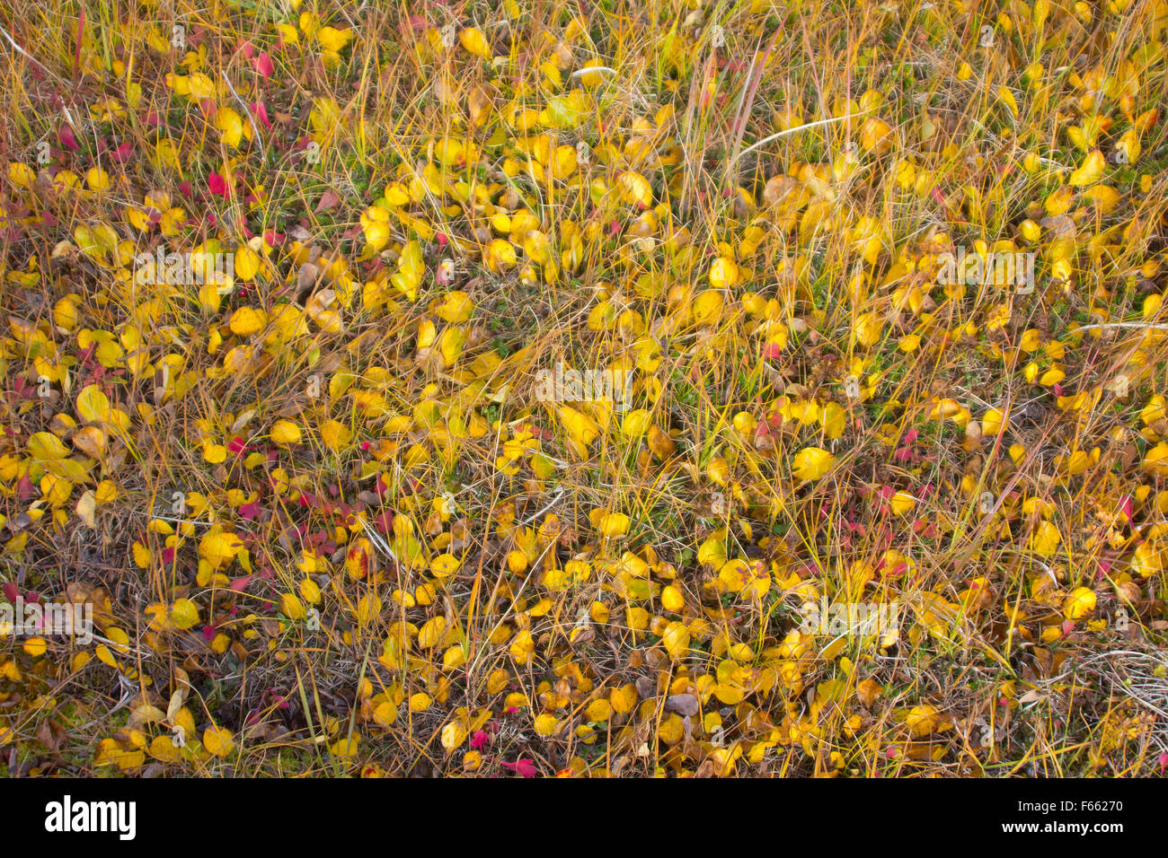 Dwarfish hi-res stock photography and images - Alamy