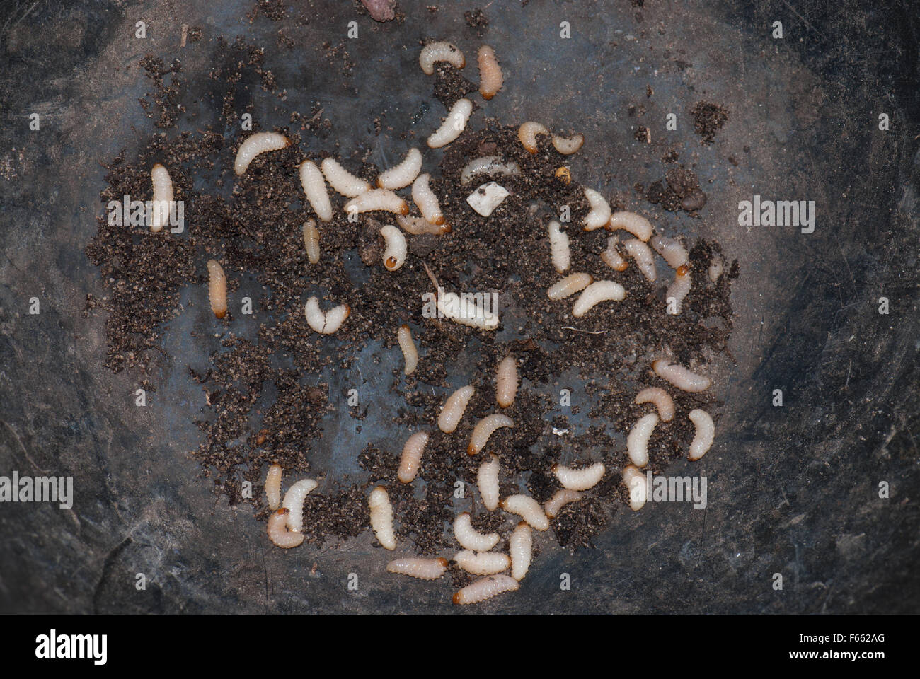 C shaped grubs compost hi-res stock photography and images - Alamy