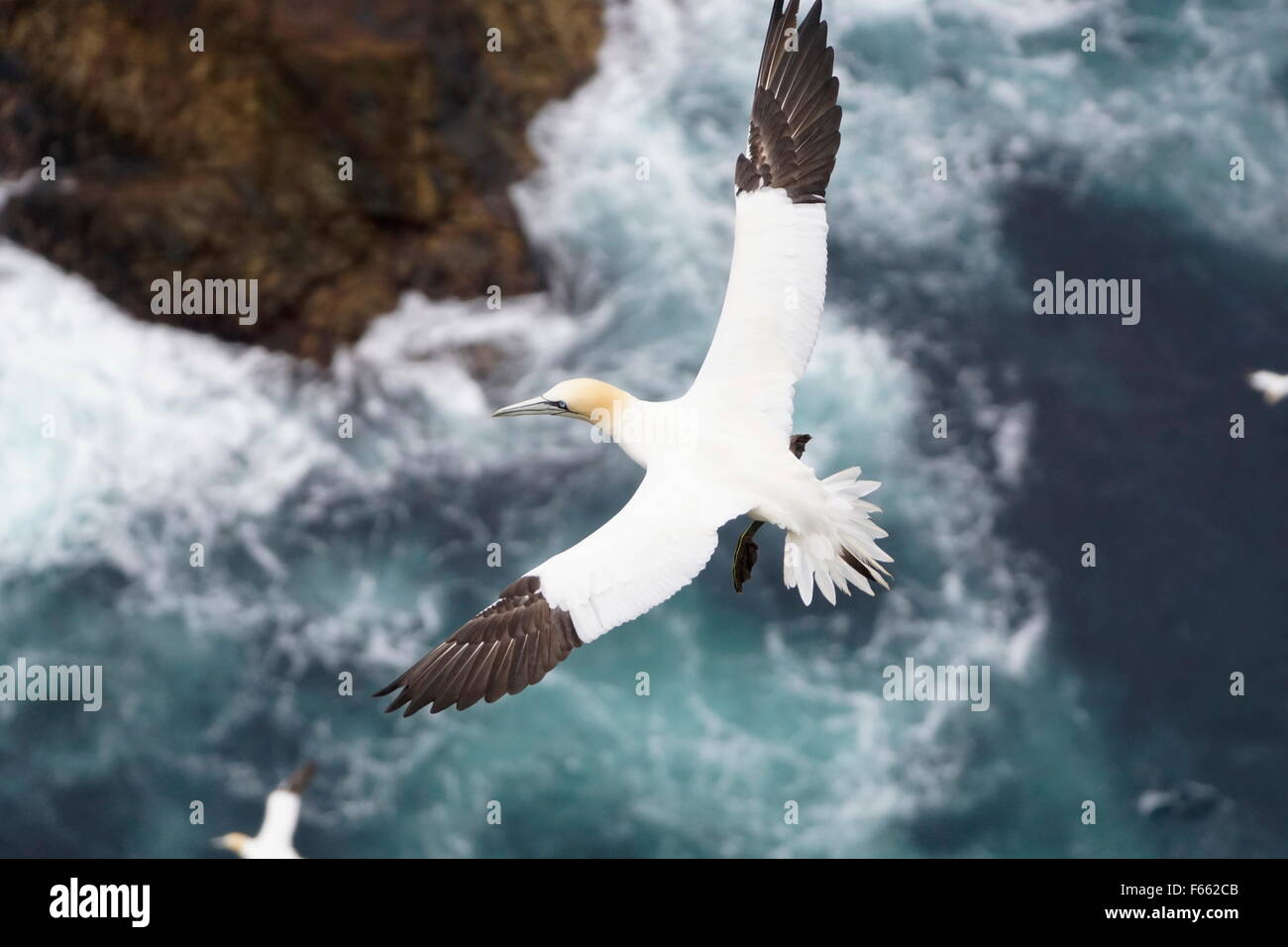 adult northern gannet flying over sea and cliffs, hermaness, shetland ...