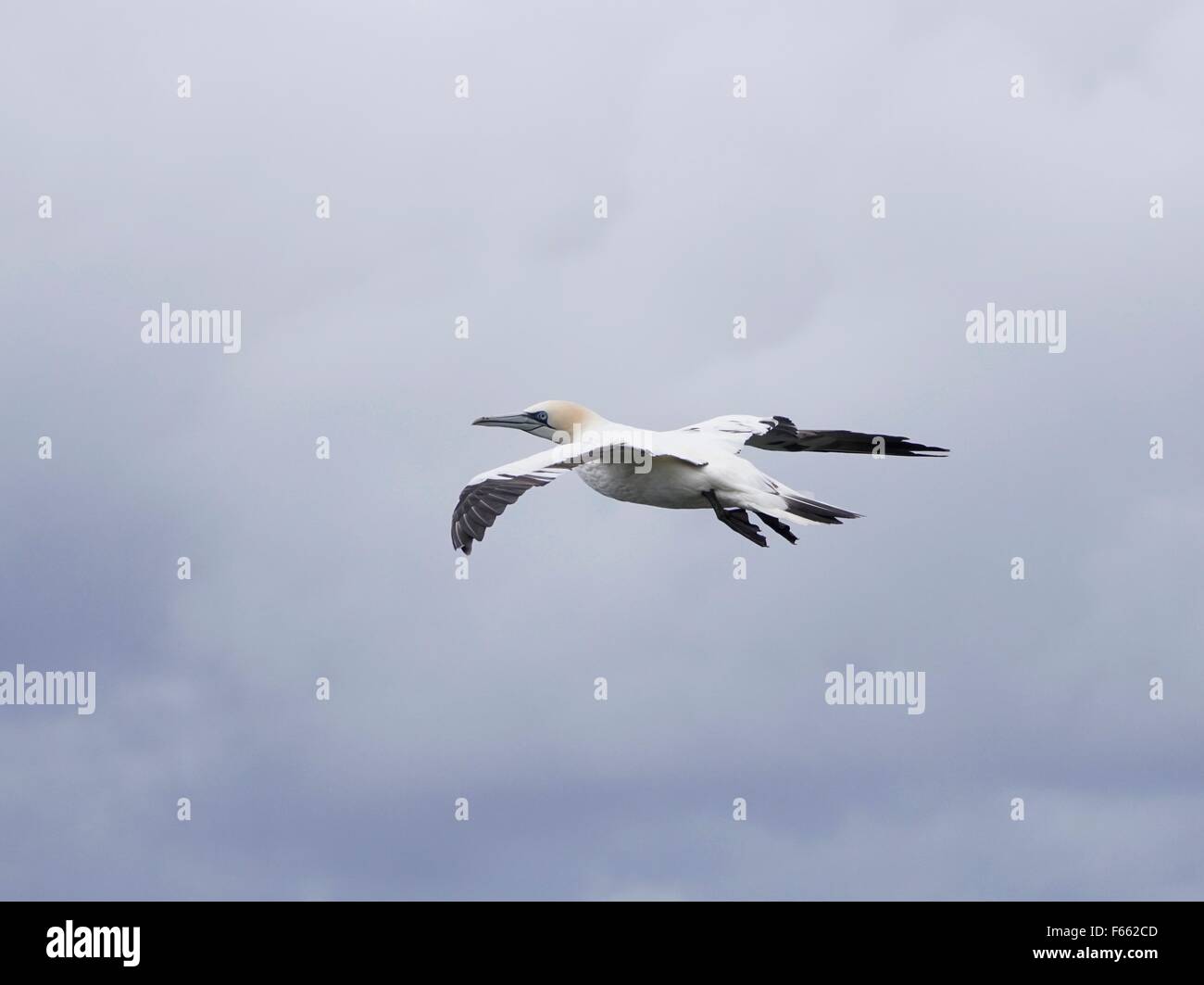adult northern gannet flying Stock Photo - Alamy